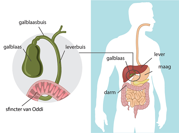 Galstenen: oorzaken, risico's en functie van de galblaas