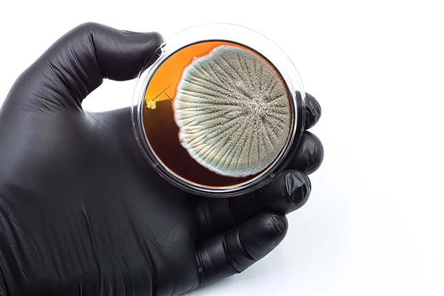 Schimmelinfecties: symptomen, verspreiding en behandeling