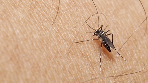 5 tips om insectenbeten te vermijden