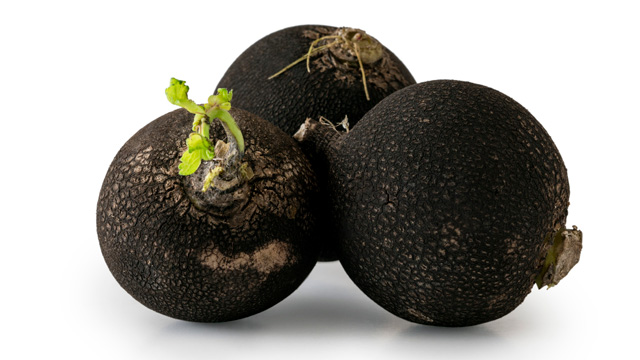 Rammenas kiezen, bewaren en klaarmaken