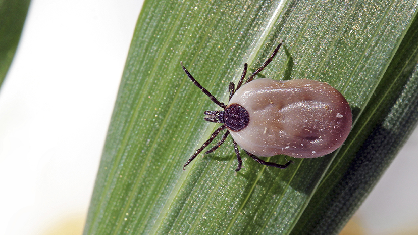 Ziekte van Lyme: symptomen, diagnose en behandeling