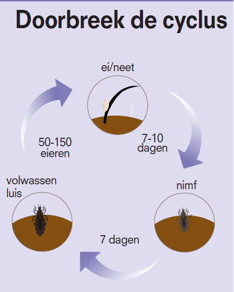 Wat is de beste manier om luizen te verwijderen?